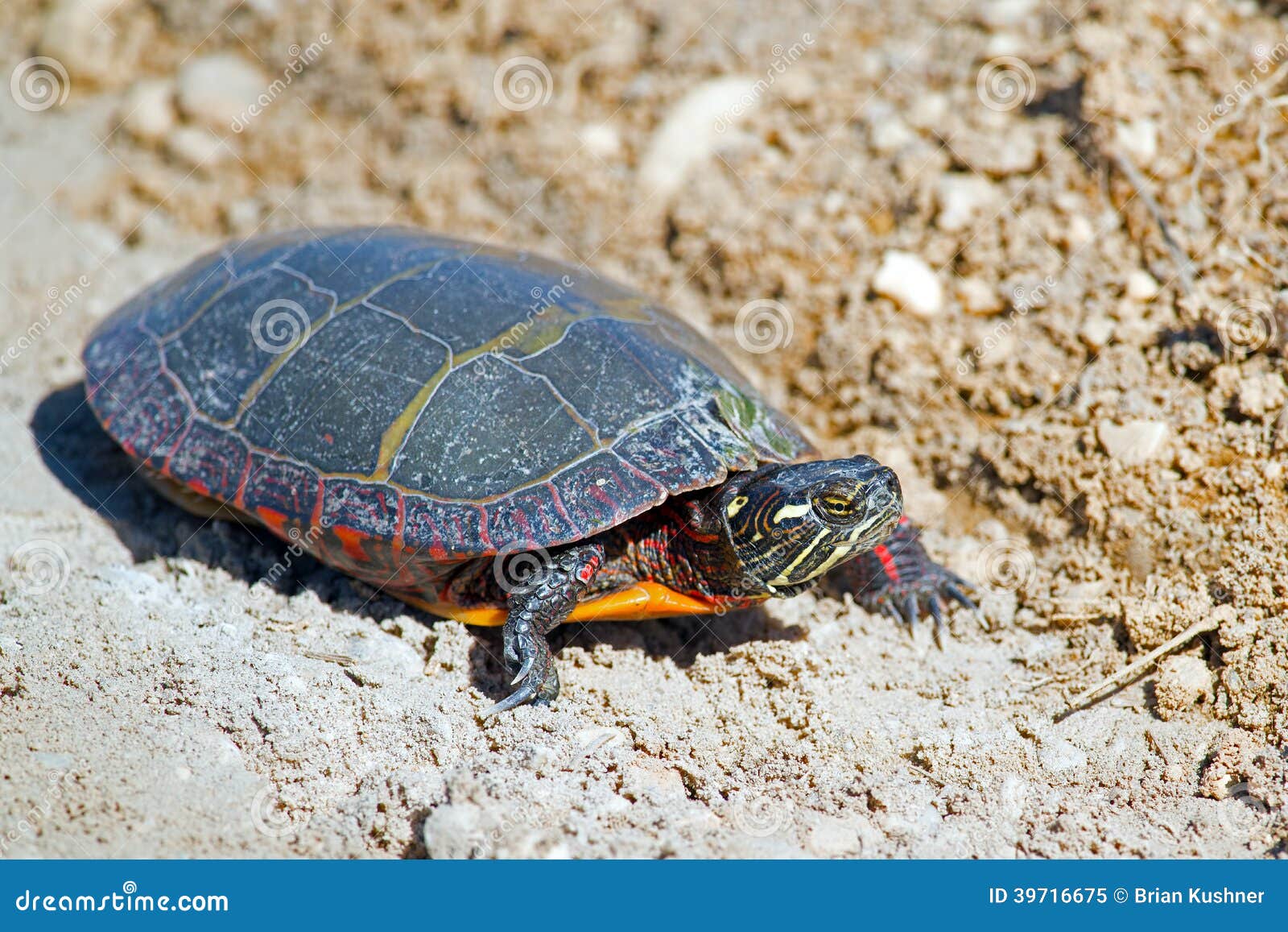 Eastern Painted Turtle stock image. Image of nature, painted - 39716675