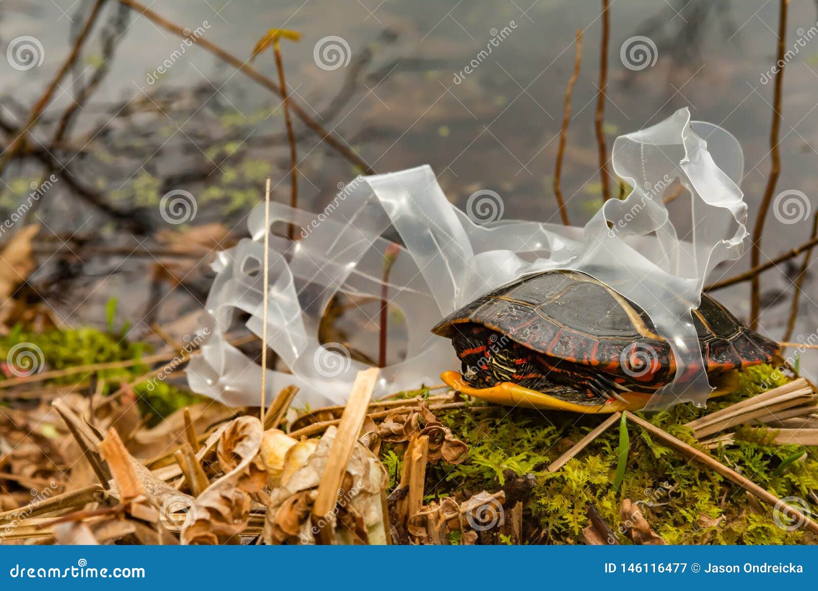 Turtle Stuck In Plastic Ring