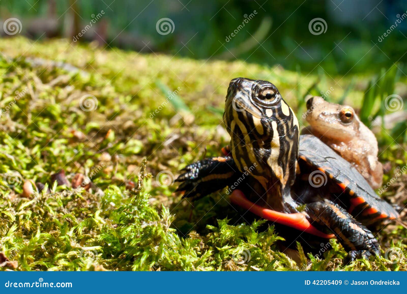 Eastern Painted Turtle and Spring Peeper Stock Image - Image of carpace ...