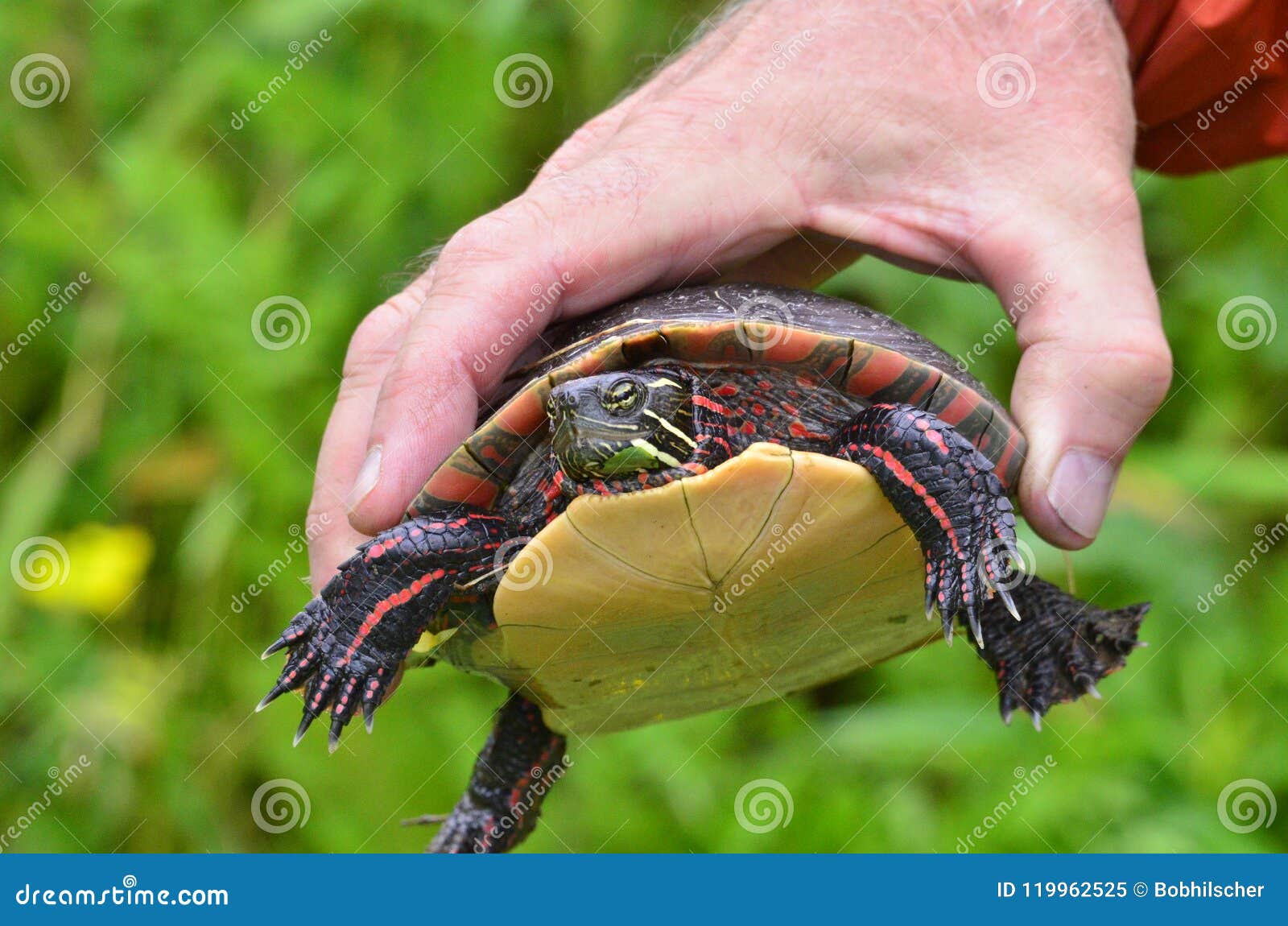 Eastern Painted Turtle, Up Close Stock Image - Image of horizontal ...