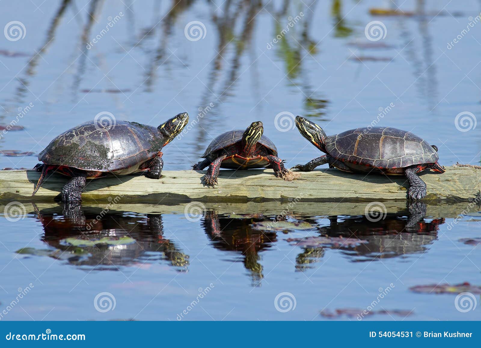 Eastern Painted Turtles on Log Stock Image - Image of shell, carolina ...