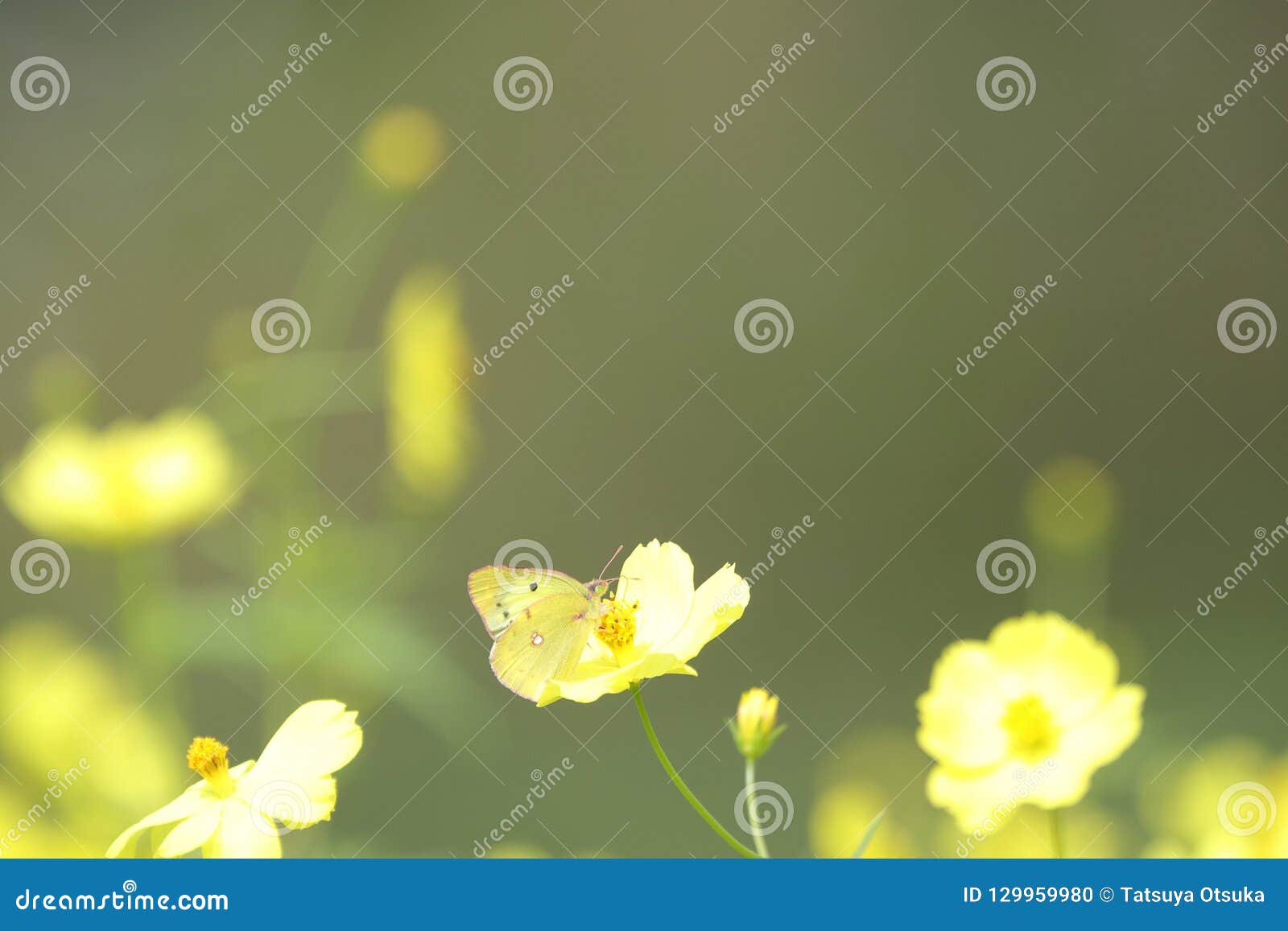 Eastern Pale Clouded Yellow on the Cosmos Stock Photo - Image of nature ...