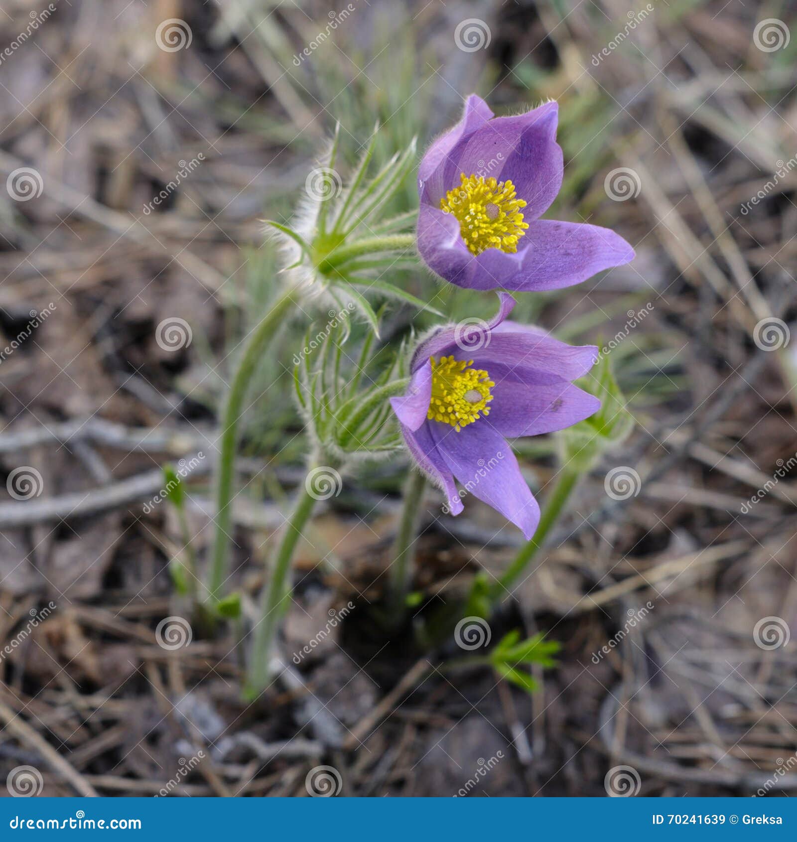 Eastern Pasque Flower Royalty-Free Stock Photography | CartoonDealer ...