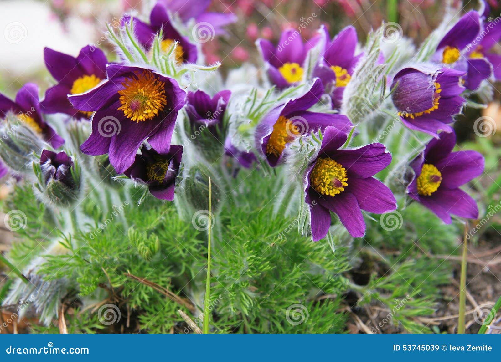 Eastern pasqueflower stock image. Image of flower, pasqueflower - 53745039