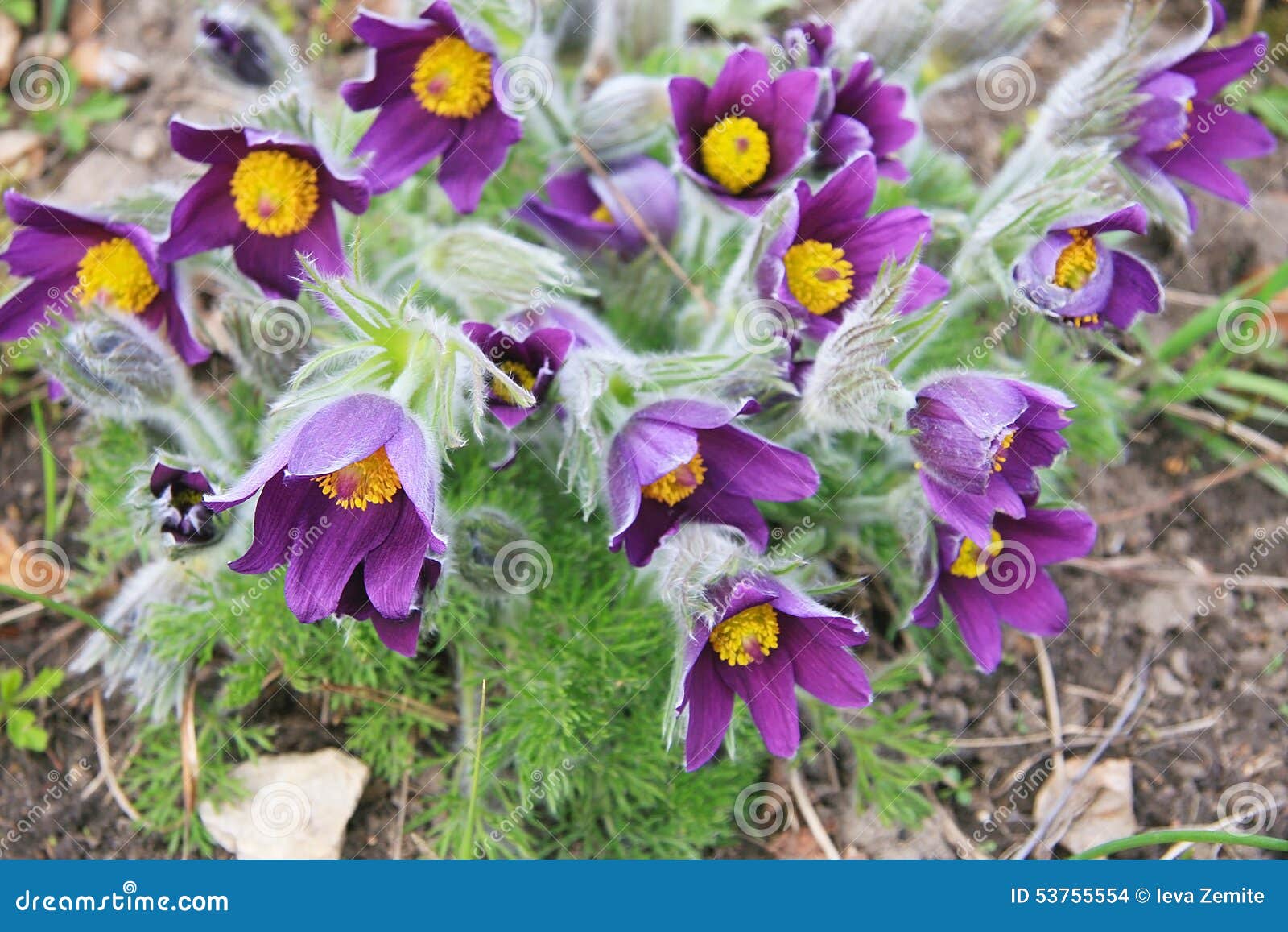Eastern pasqueflower stock photo. Image of pasque, mountain - 53755554