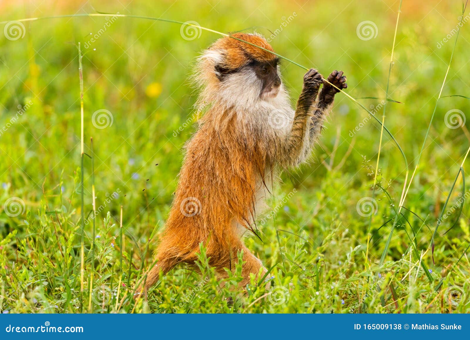 Two Eastern Patas Monkeys Looking Towards The Camera Stock Image ...