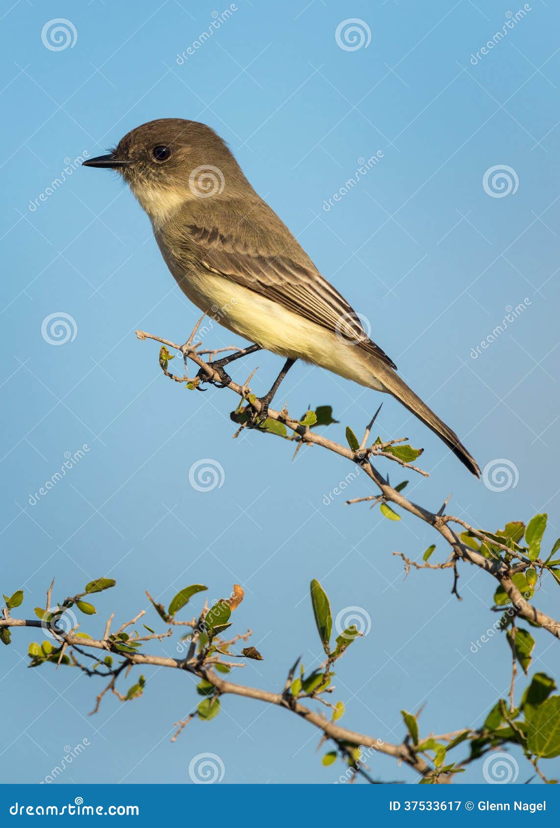 Eastern Pheobe stock image. Image of vegetation, outside - 37533617