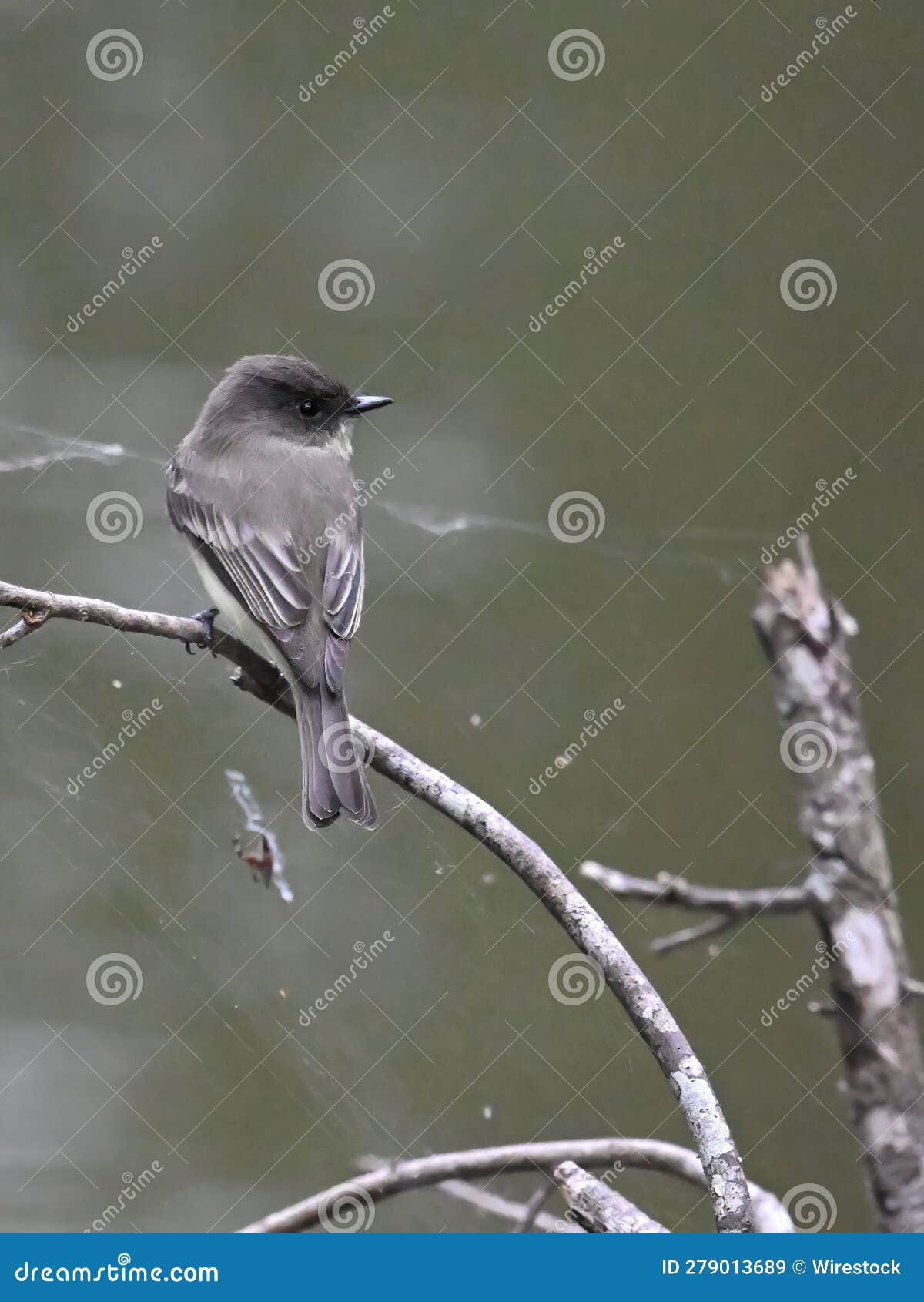 Eastern Phoebe Bird Perched on a Branch of a Tree, with an Array of ...