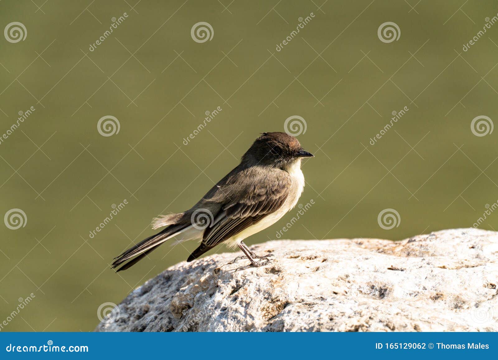 Eastern Phoebe stock photo. Image of eastern, wild, foliage - 165129062