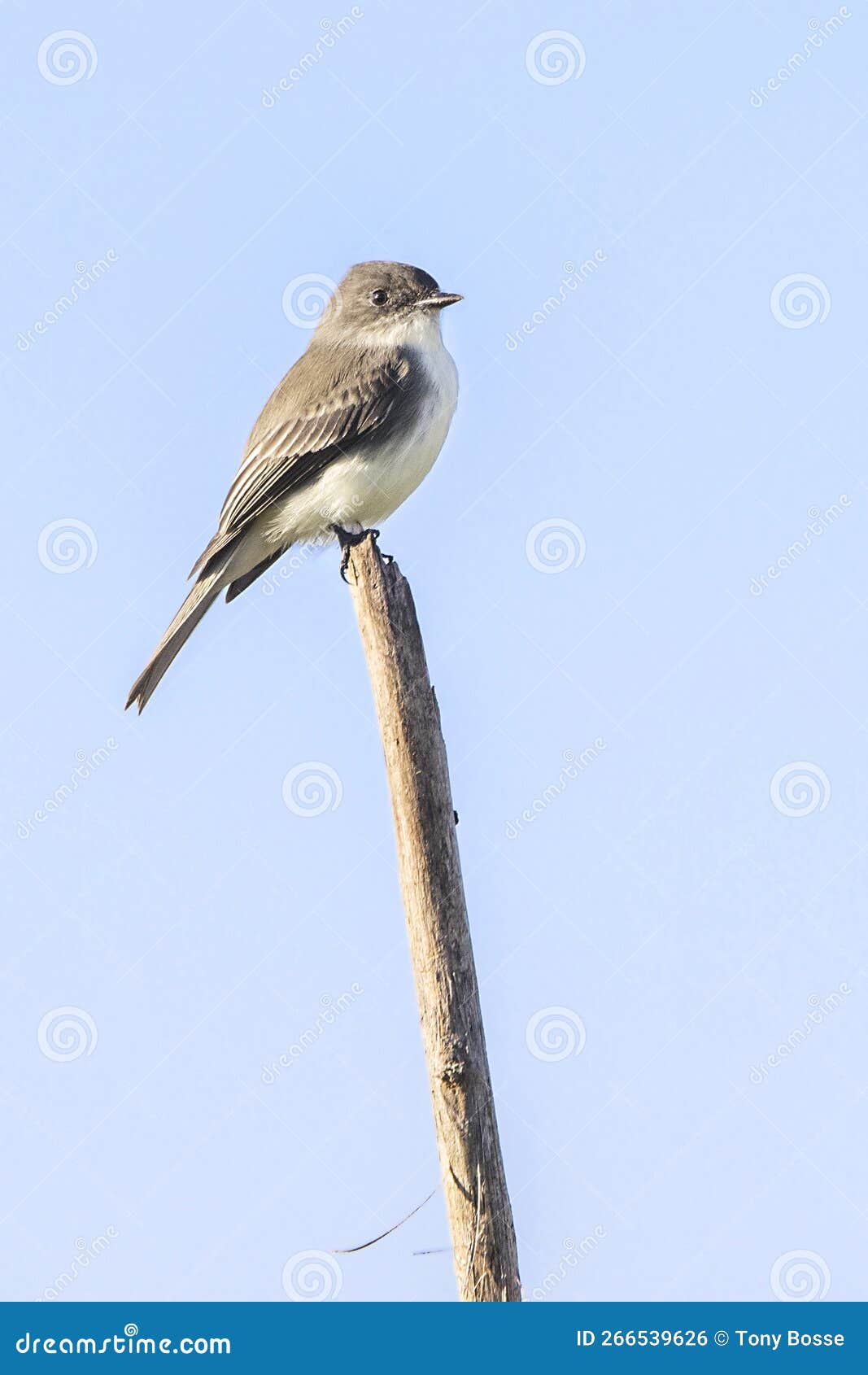 Eastern Phoebe stock photo. Image of fauna, animals - 266539626
