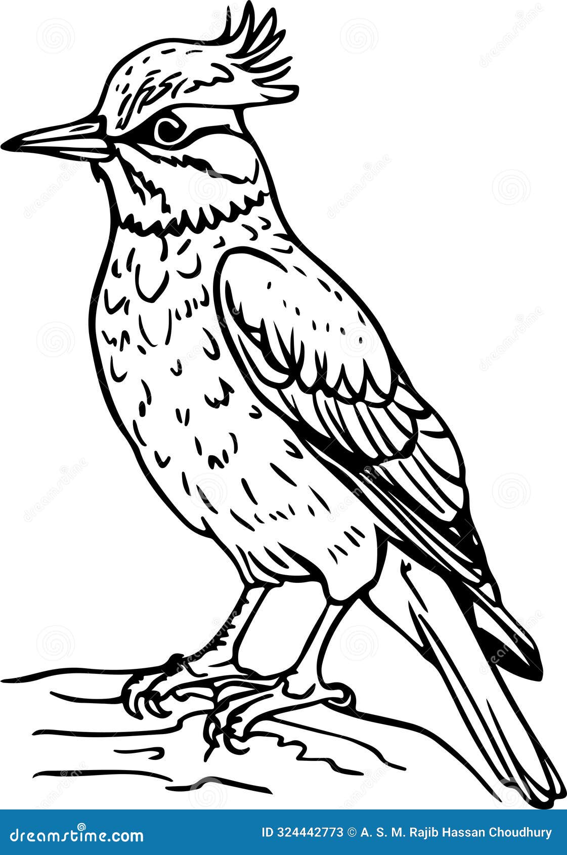 Eastern Phoebe Perched on a Mossy Branch Stock Illustration ...