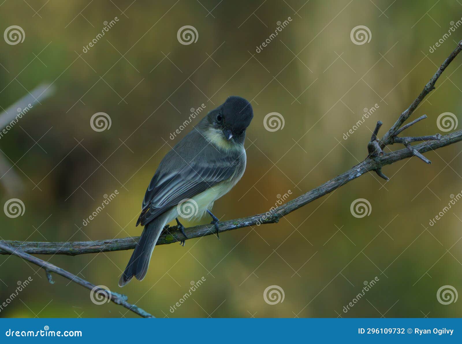 Eastern Phoebe Perched on Tree in Fall Stock Photo - Image of sparrow ...