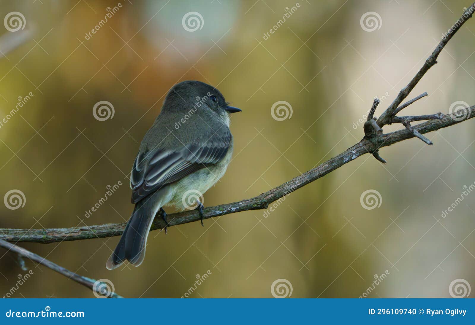 Eastern Phoebe Perched on Tree in Fall Stock Photo - Image of ...