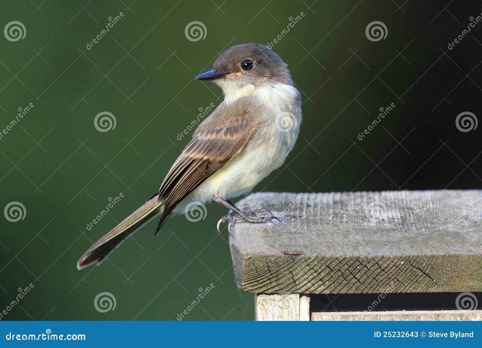 Eastern Phoebe (Sayornis Phoebe) Stock Image - Image of eastern, avian ...