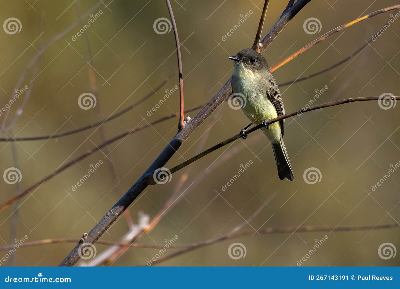Eastern Phoebe - Sayornis Phoebe Stock Image - Image of north ...