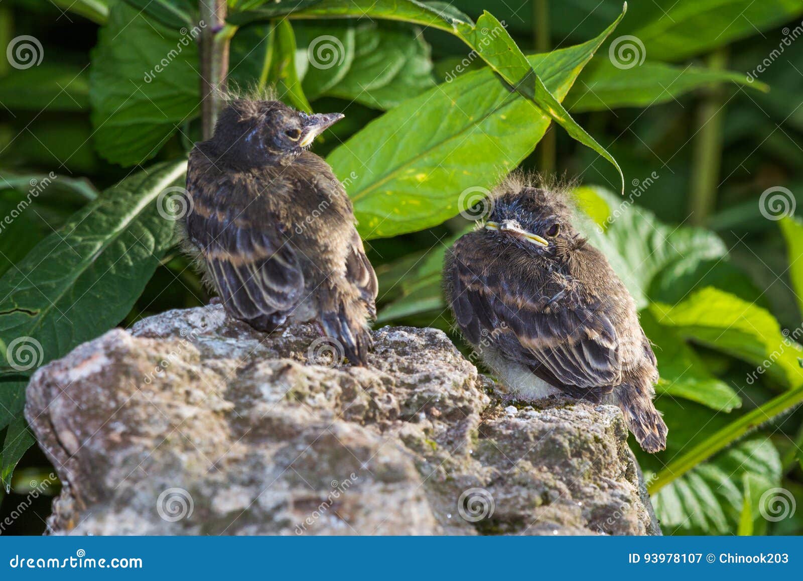 Eastern Phoebe Sayornis Phoebe Babies Stock Image - Image of eastern ...
