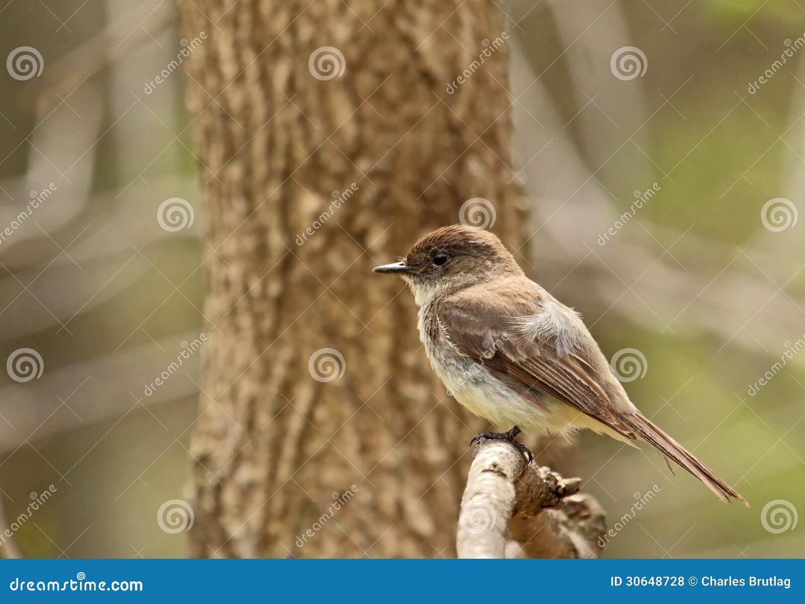 Eastern Phoebe, Sayornis Phoebe Stock Photo - Image of sayornis, animal ...