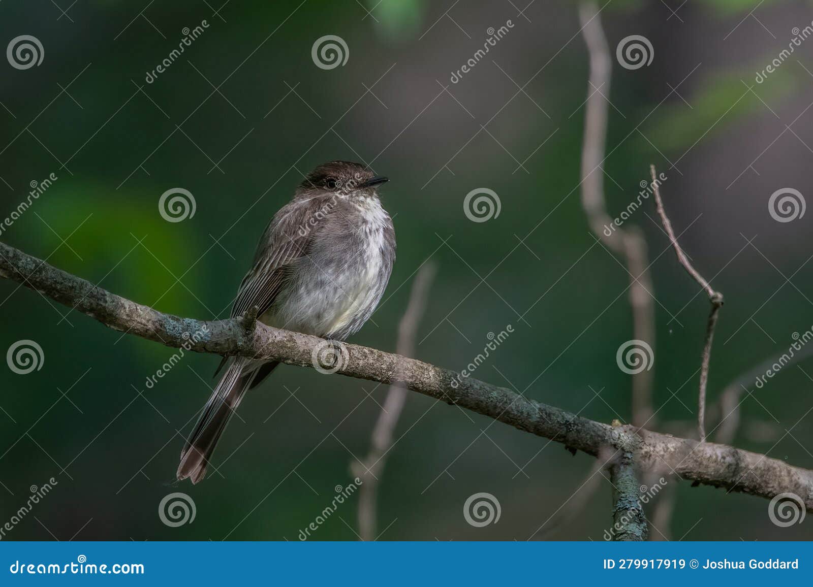 Eastern Phoebe on Tree Branch with Chest Puffed Stock Image - Image of ...