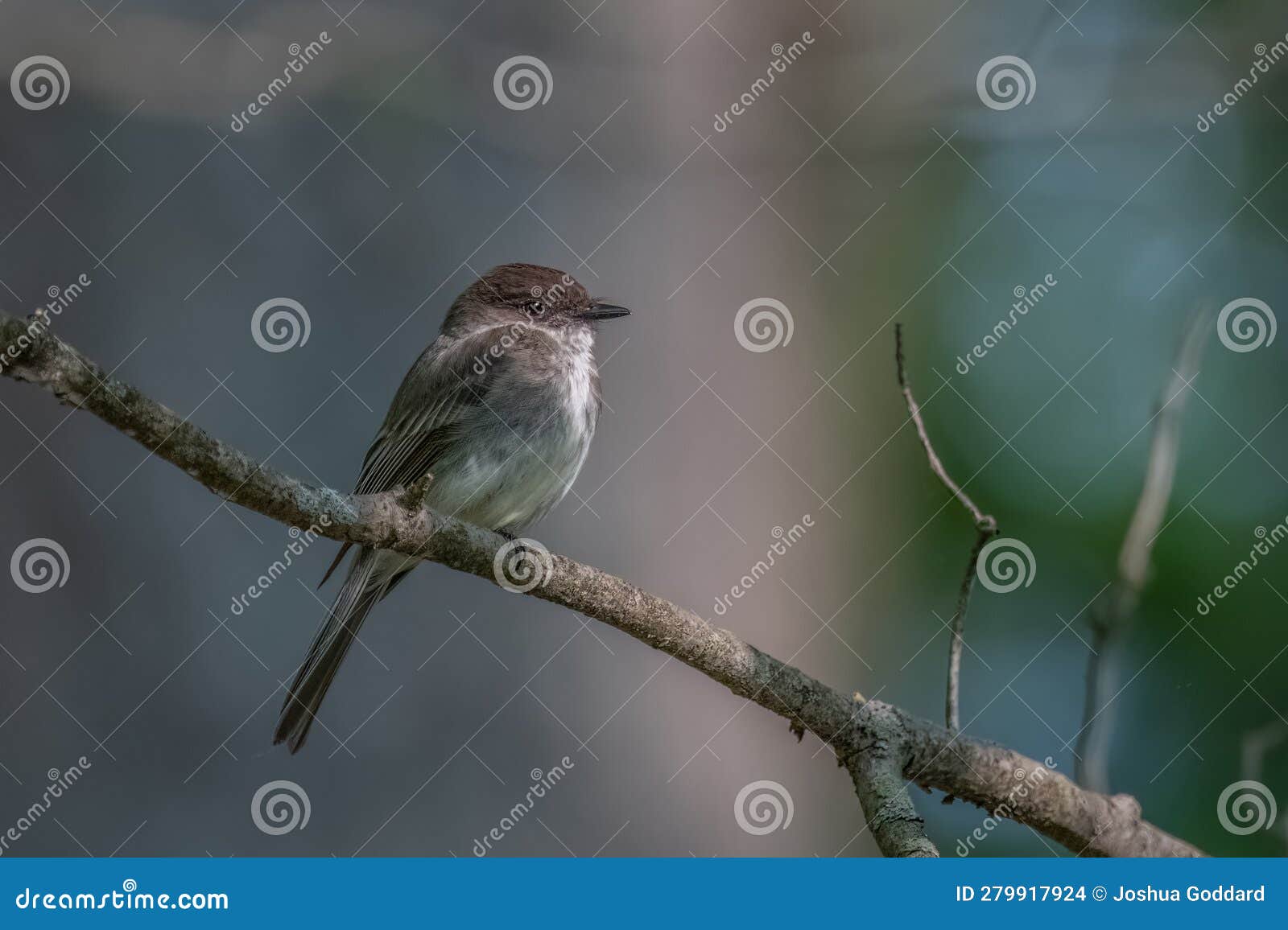 Eastern Phoebe on Tree Branch Stock Photo - Image of habitat, feather ...