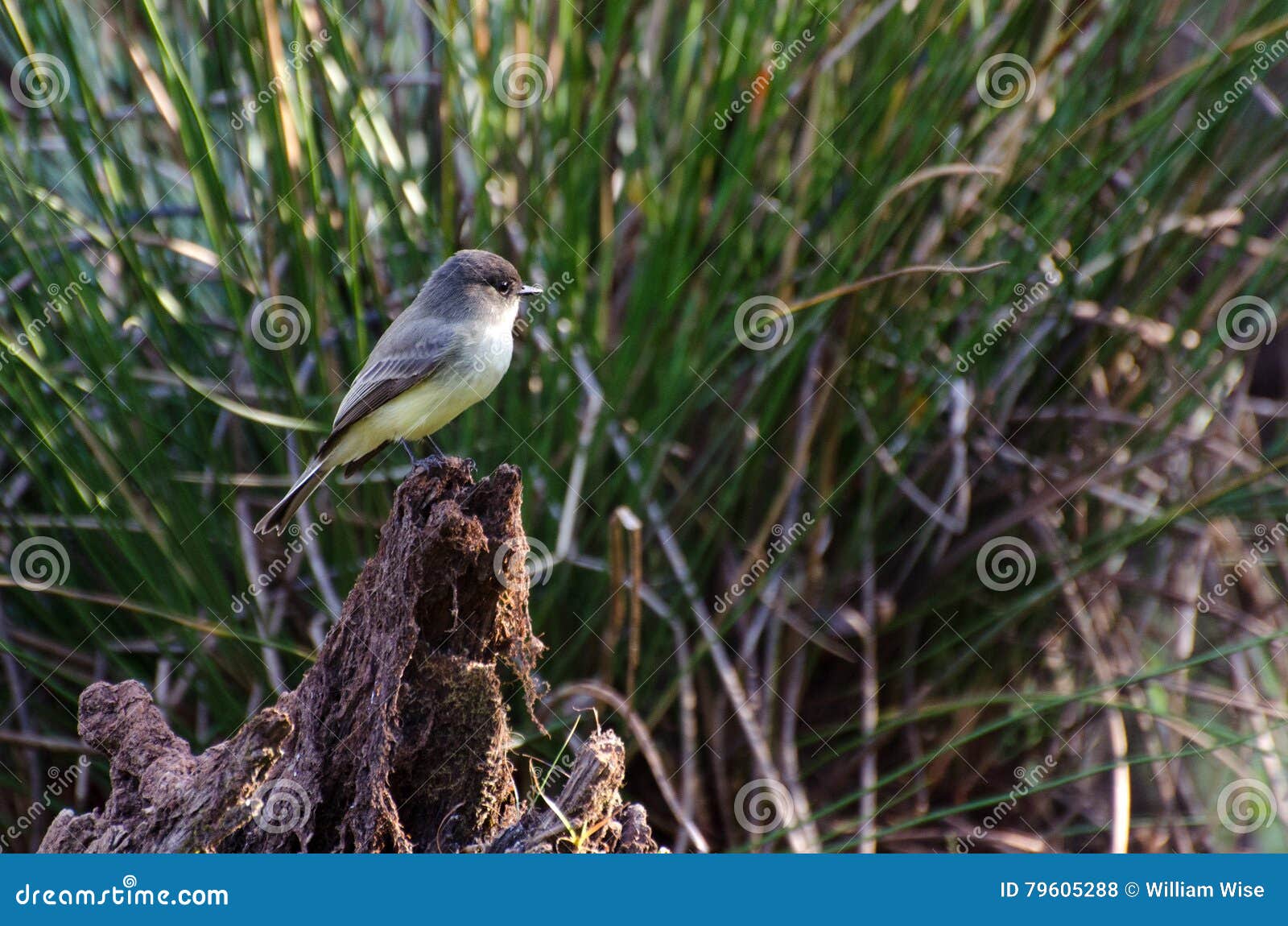 Eastern Phoebe stock photo. Image of outdoor, drake, perch - 79605288