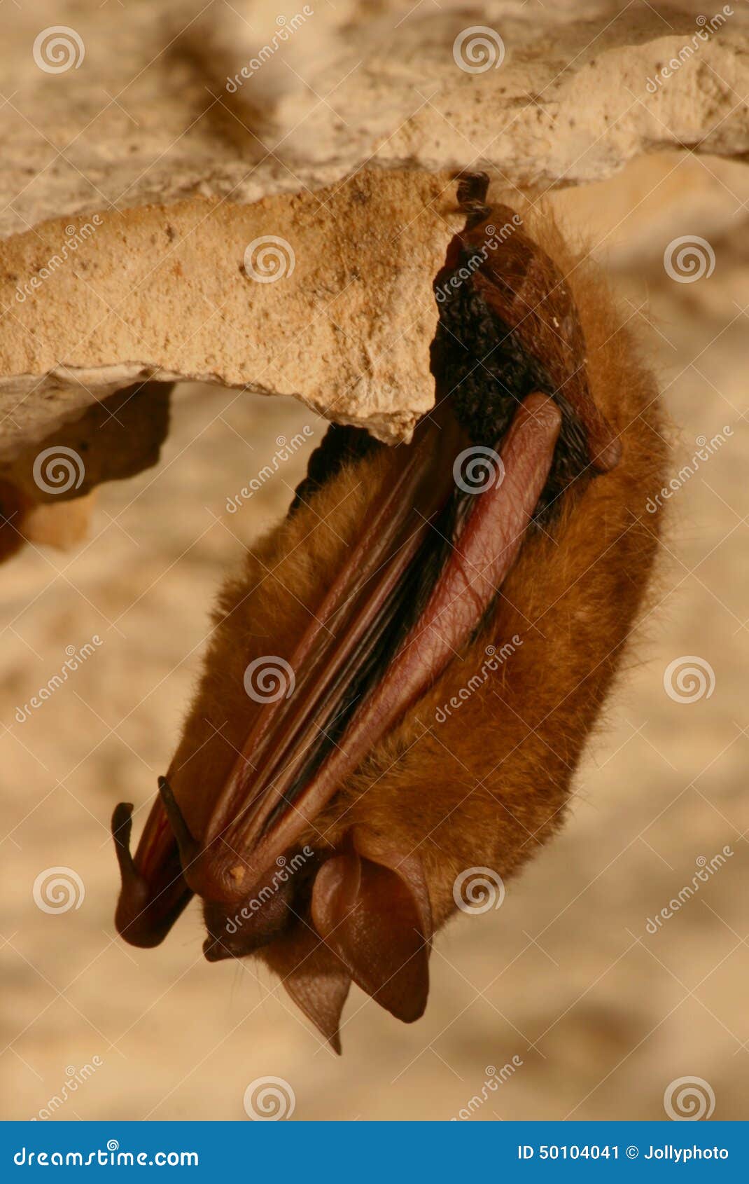 Eastern Pipistrelle Skull
