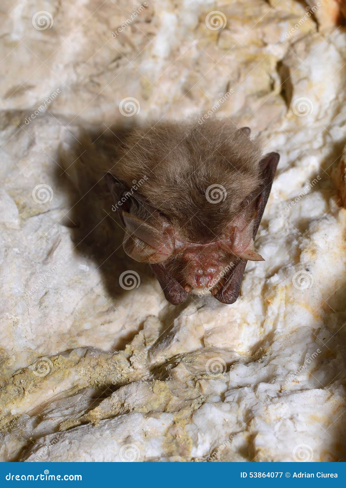 Eastern Pipistrelle Bat (Pipistrellus Subflavus) Stock Image - Image of ...