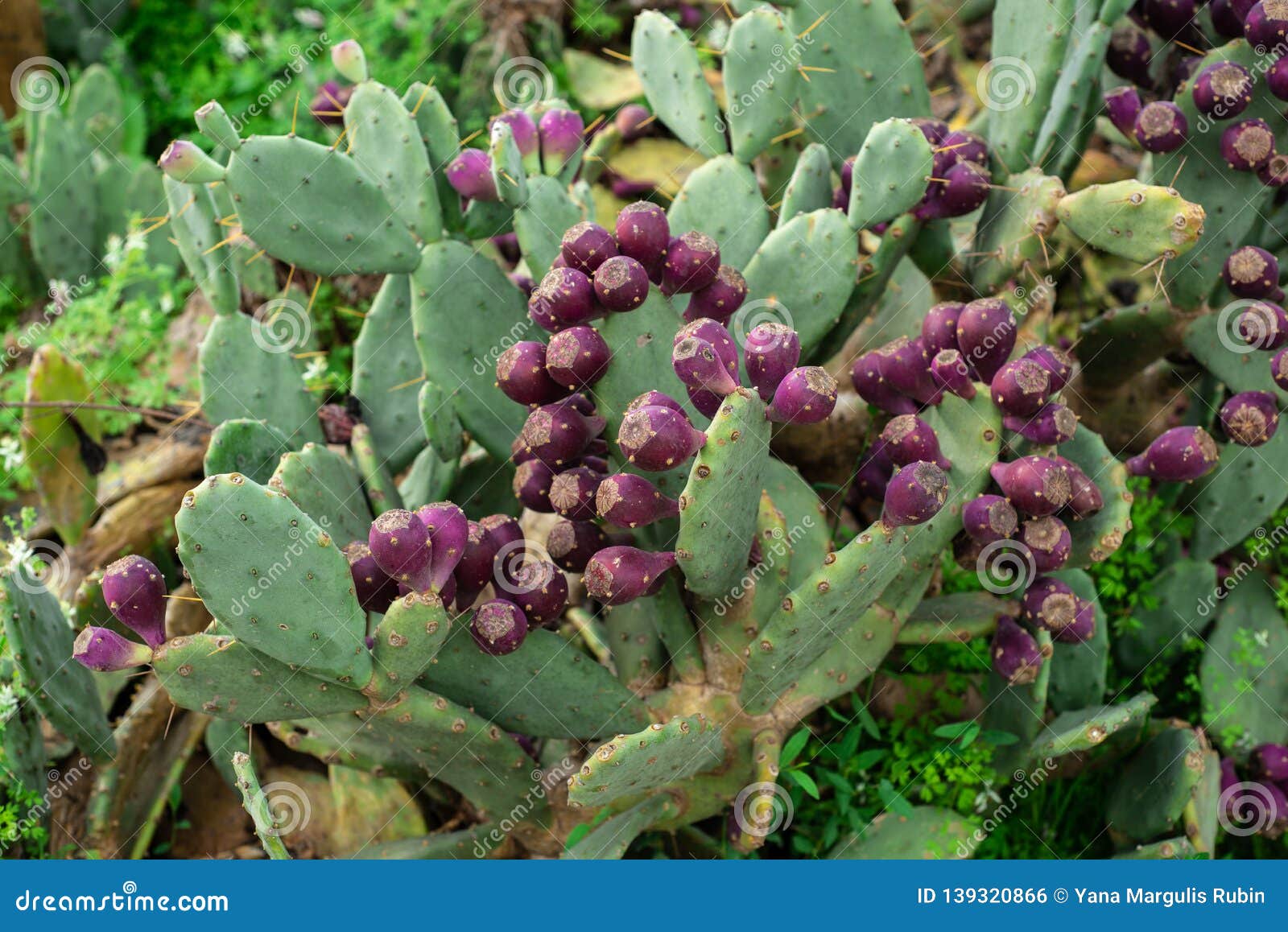 Eastern Prickly Pear Tree Cactus Tree Stock Photo - Image of bush ...
