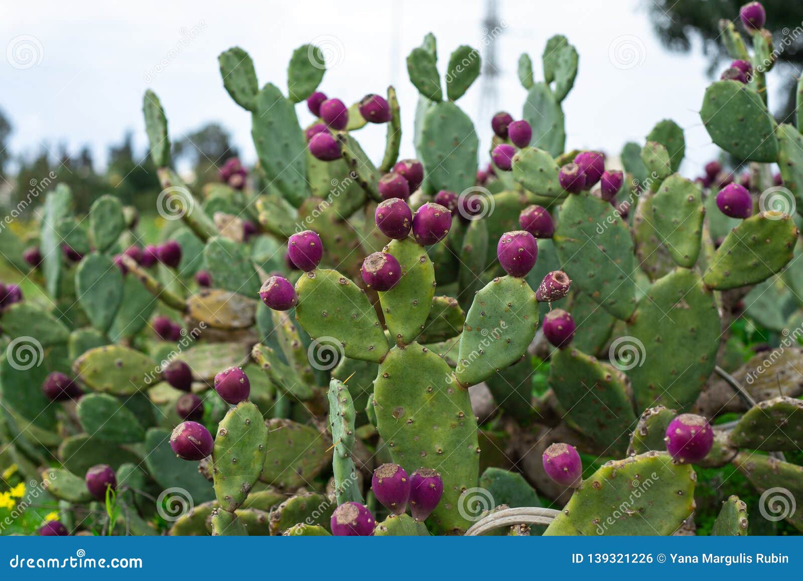 Eastern Prickly Pear Tree Cactus Tree Stock Photo - Image of blossom ...