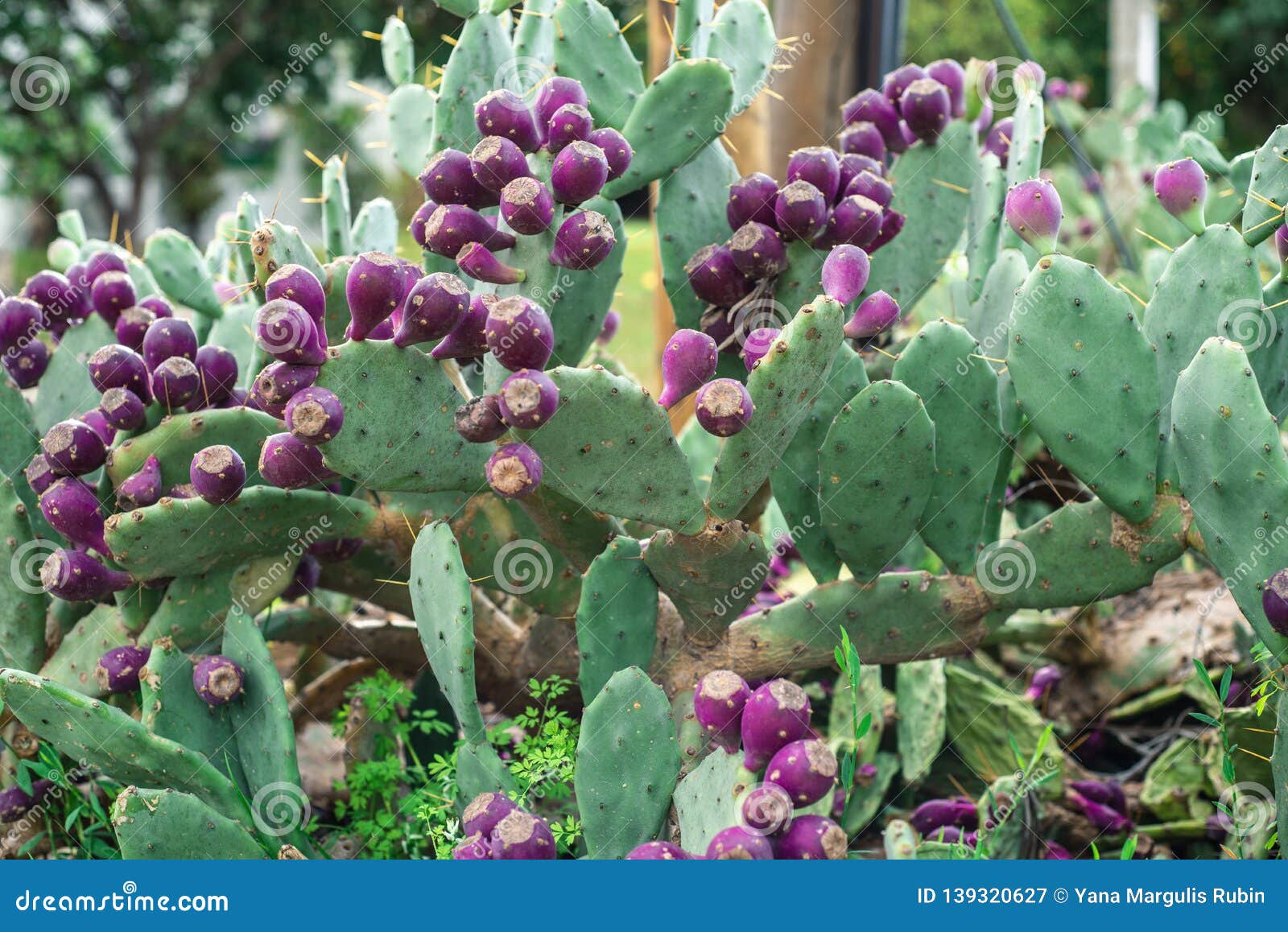 Eastern Prickly Pear tree stock image. Image of blossom - 139320627