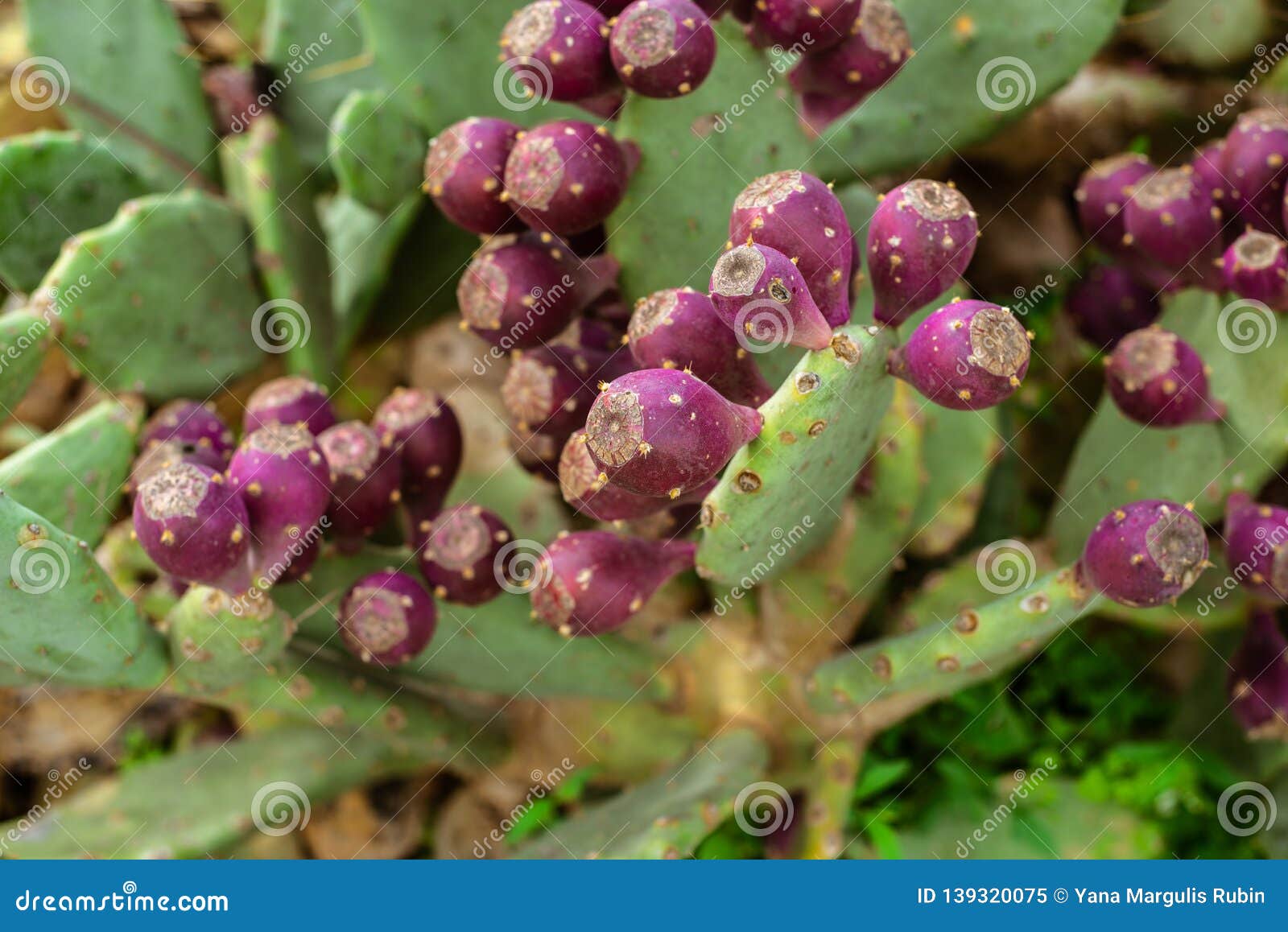 Eastern Prickly Pear tree stock image. Image of flora - 139320075