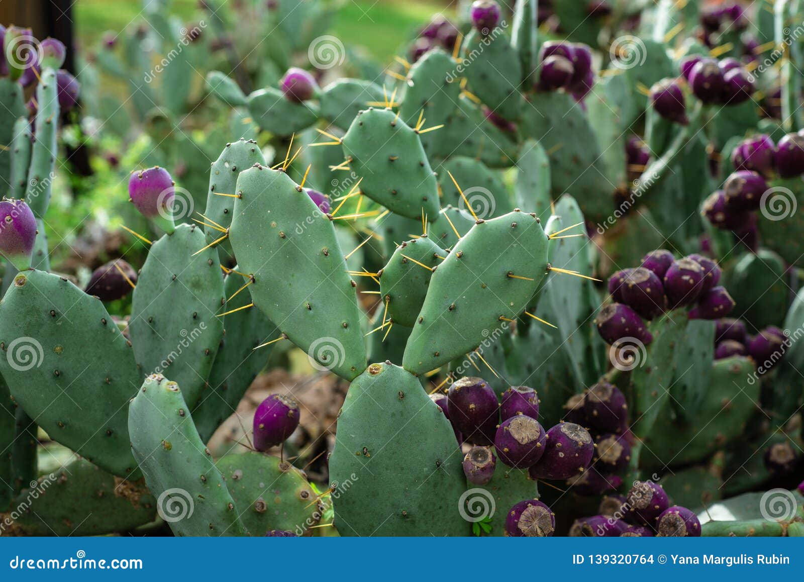 Eastern Prickly Pear Tree Cactus Tree Stock Photo - Image of herbaceous ...
