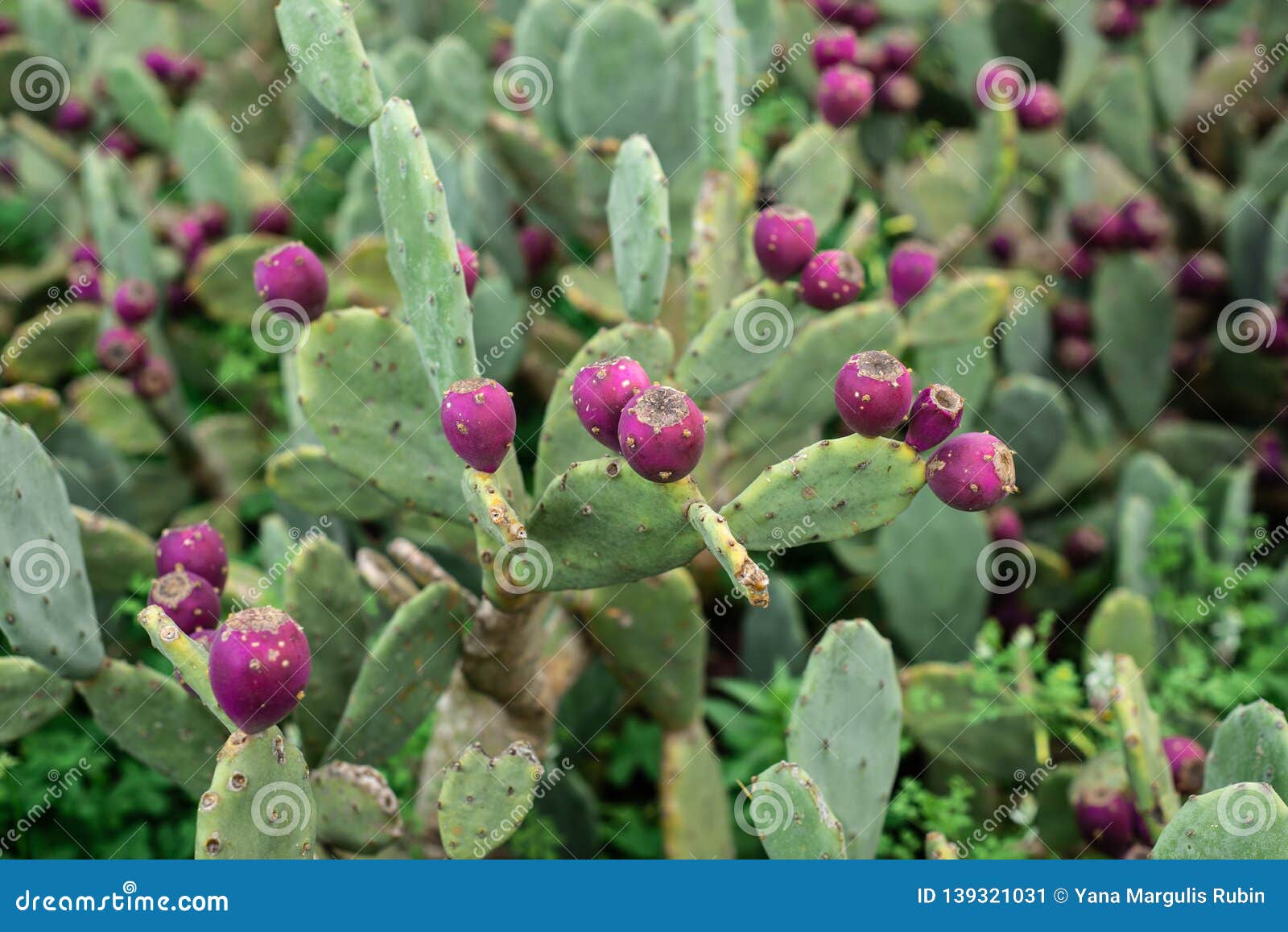 Eastern Prickly Pear Tree Cactus Tree Stock Image - Image of closeup ...