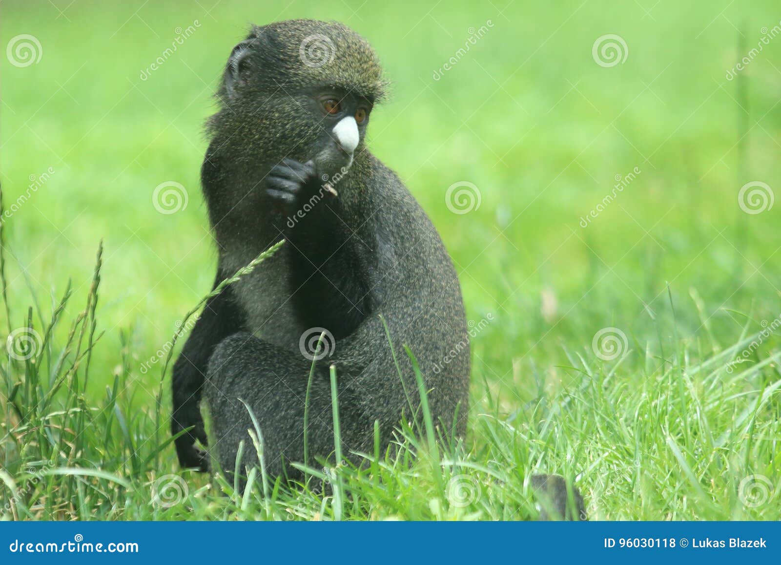 Eastern putty-nosed monkey stock photo. Image of eastern - 96030118
