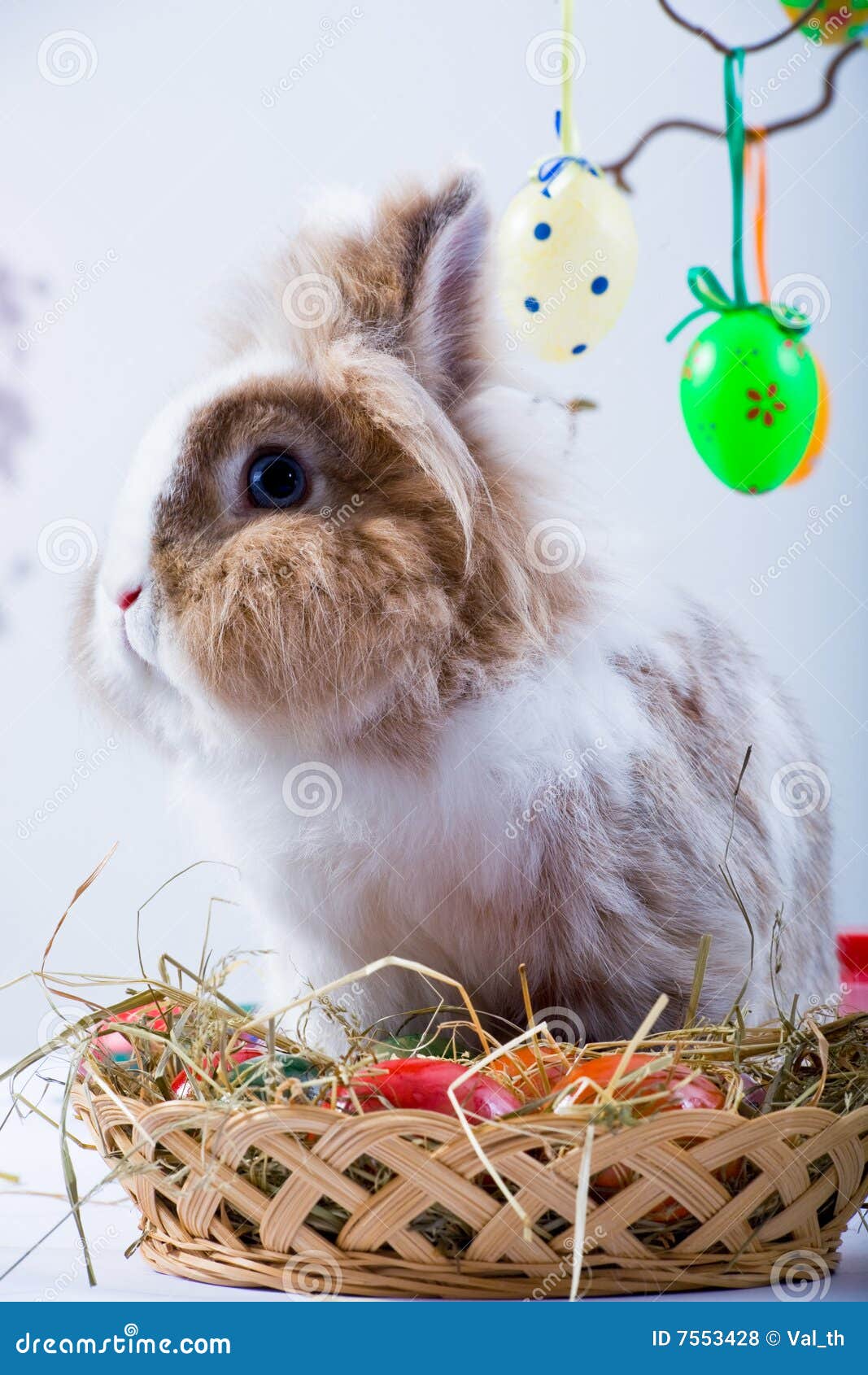 Eastern rabbit stock photo. Image of animal, hare, eggs - 7553428