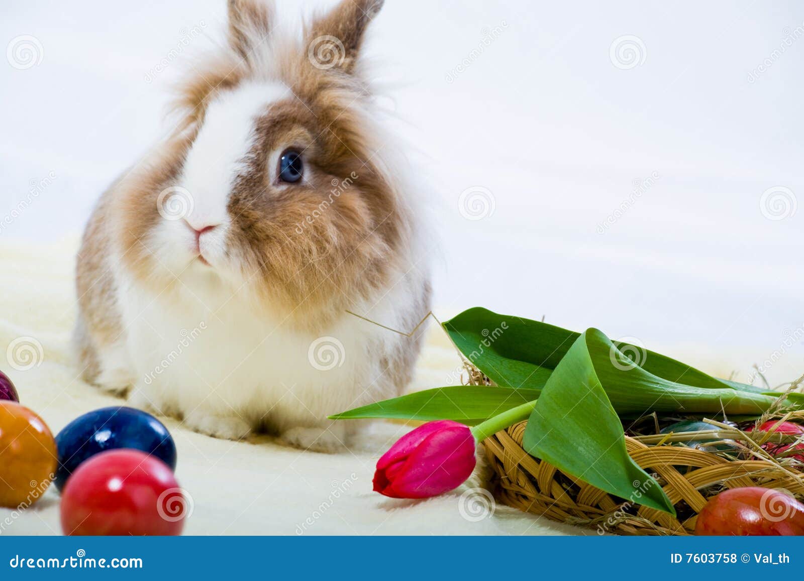 Eastern rabbit stock photo. Image of mammal, easter, catholic - 7603758