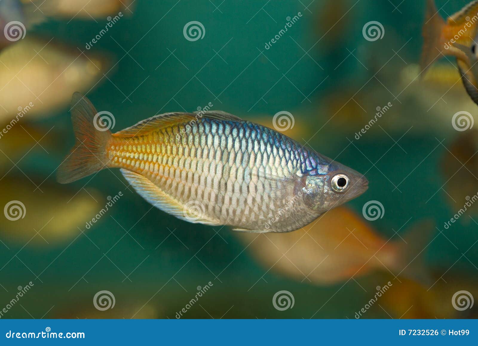 Eastern rainbow fish stock photo. Image of closeup, blue - 7232526