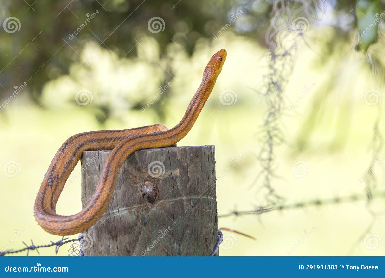 Eastern Rat Snake on a Fence Post Stock Image - Image of slither ...