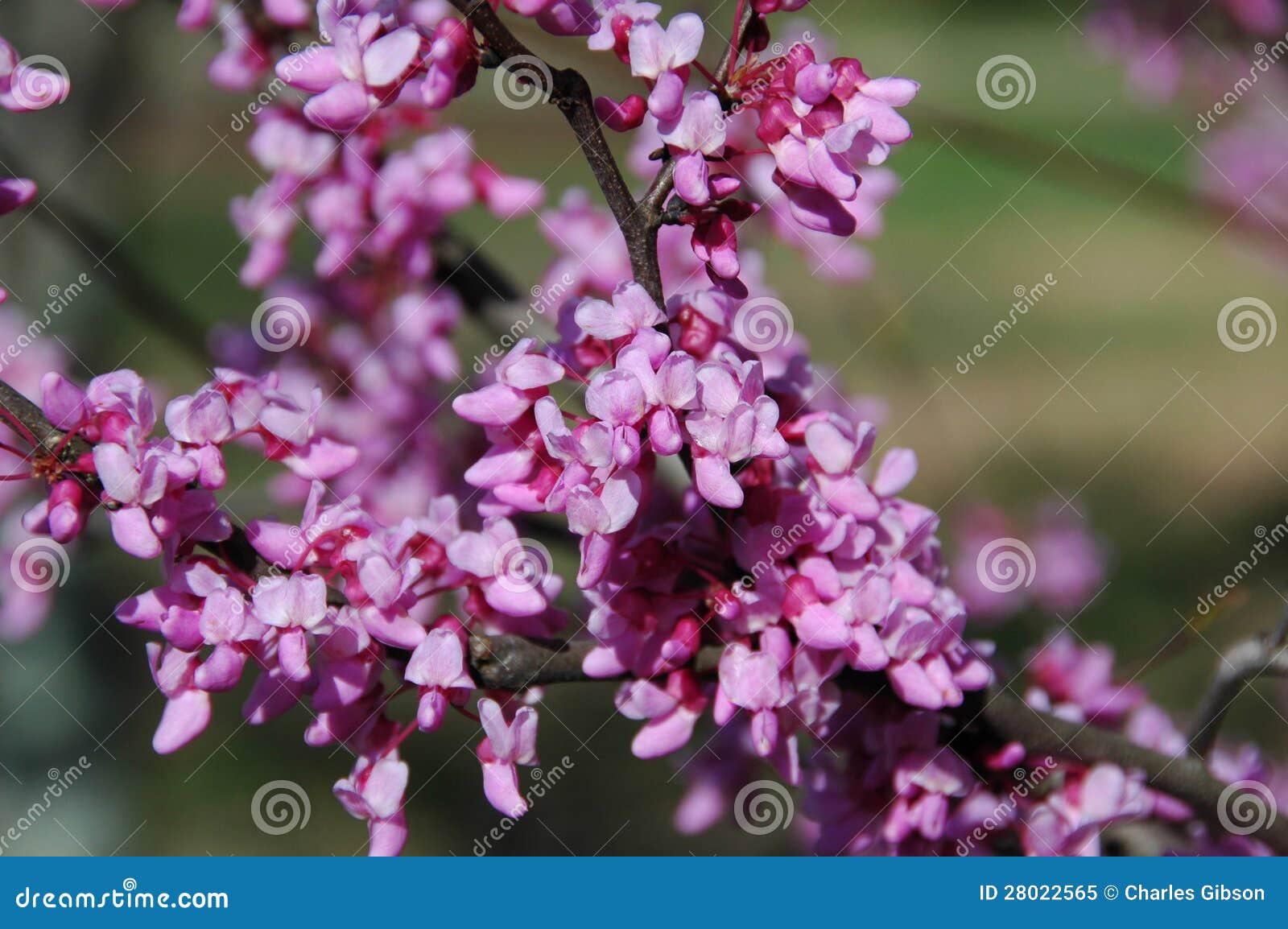 Eastern Red Bud trees stock image. Image of arboreal - 28022565
