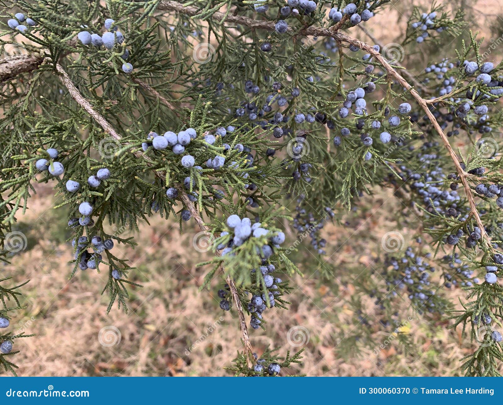 Eastern Red Cedar Branches and Berries Closeup Stock Photo - Image of ...