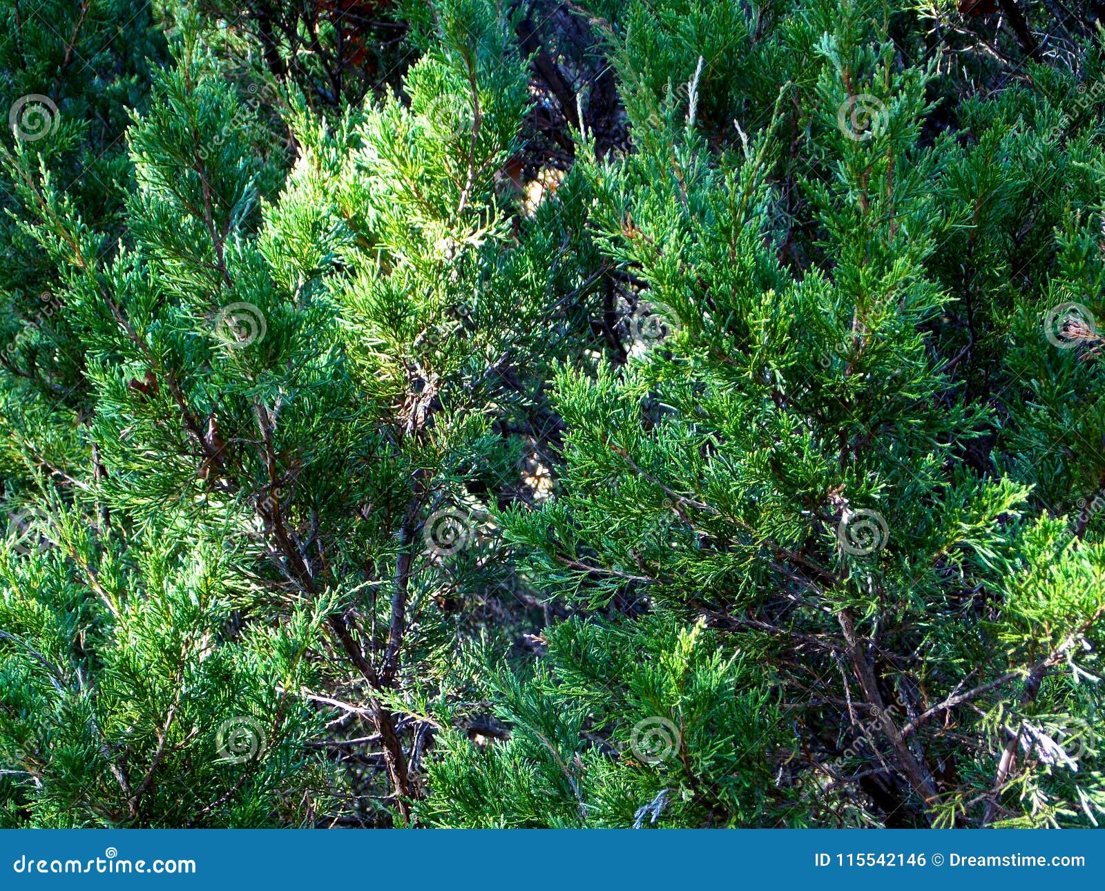 Eastern Red Cedar Thickets stock photo. Image of spring - 115542146