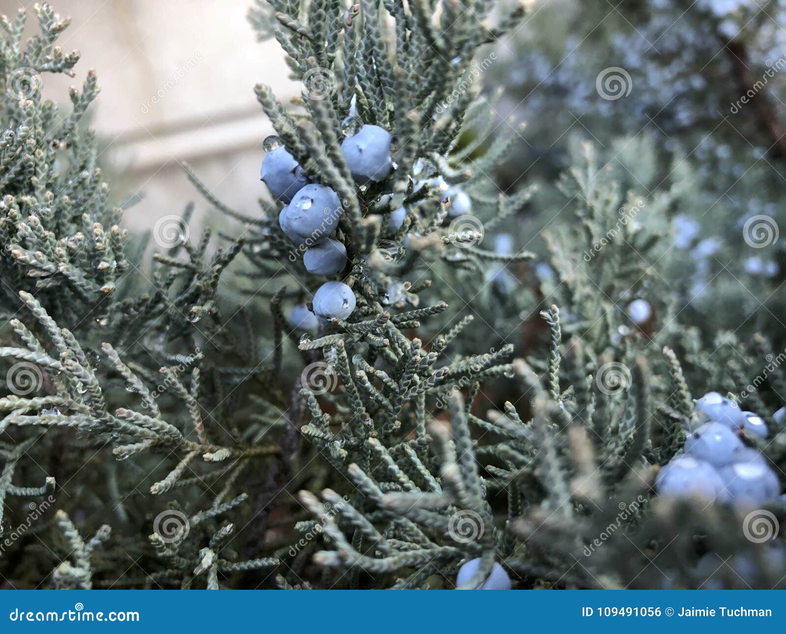 Blue Berries of a Red Cedar Tree Stock Photo - Image of gardening ...