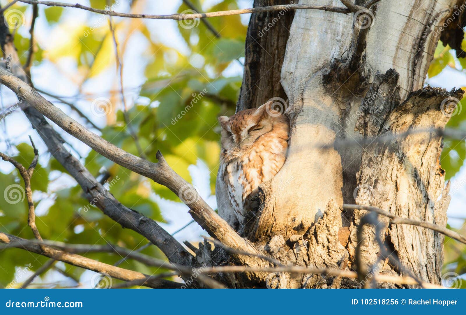 Eastern Red Morph Screech-Owl Megascops Asio in Ash Tree Stock Photo ...