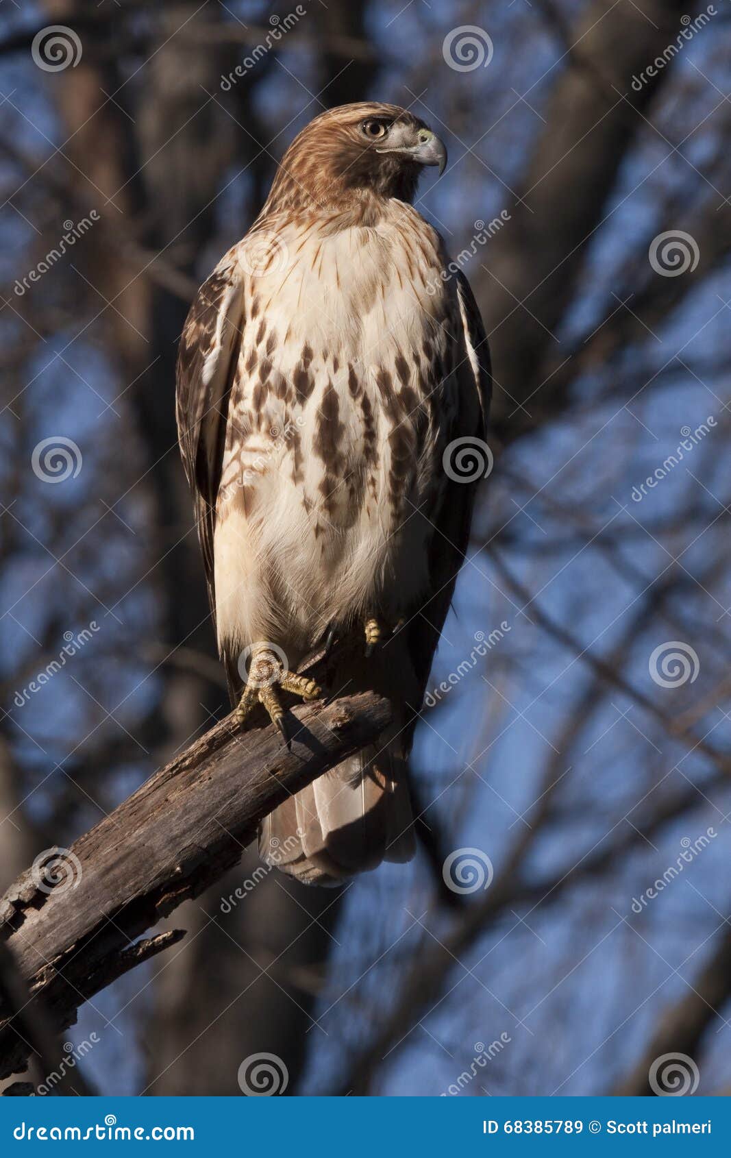 Eastern Red Tail Hawk #1. stock image. Image of buteo - 68385789