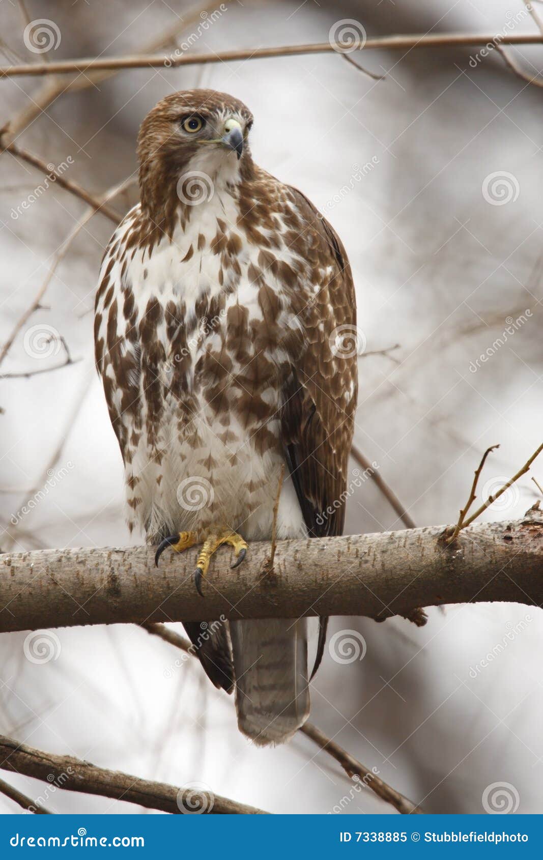 Eastern Red-tailed Hawk stock image. Image of plumage - 7338885