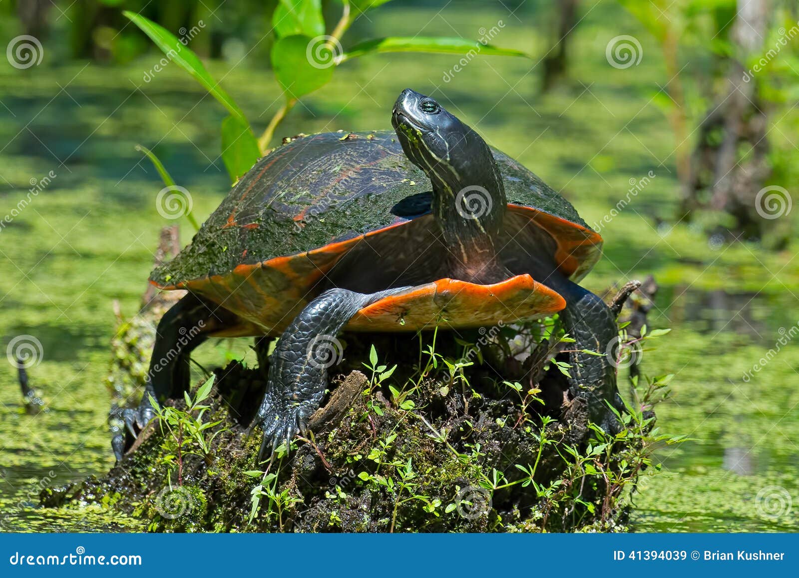 Eastern RedbellyTurtle stock image. Image of belly, orange - 41394039