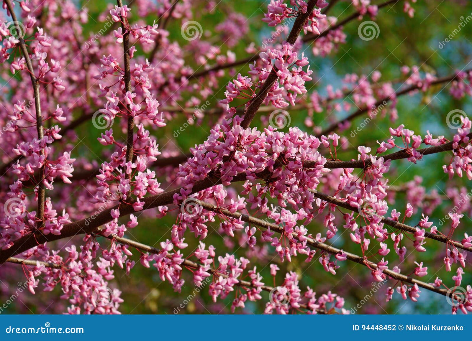 Eastern redbud in blossom stock photo. Image of tree - 94448452