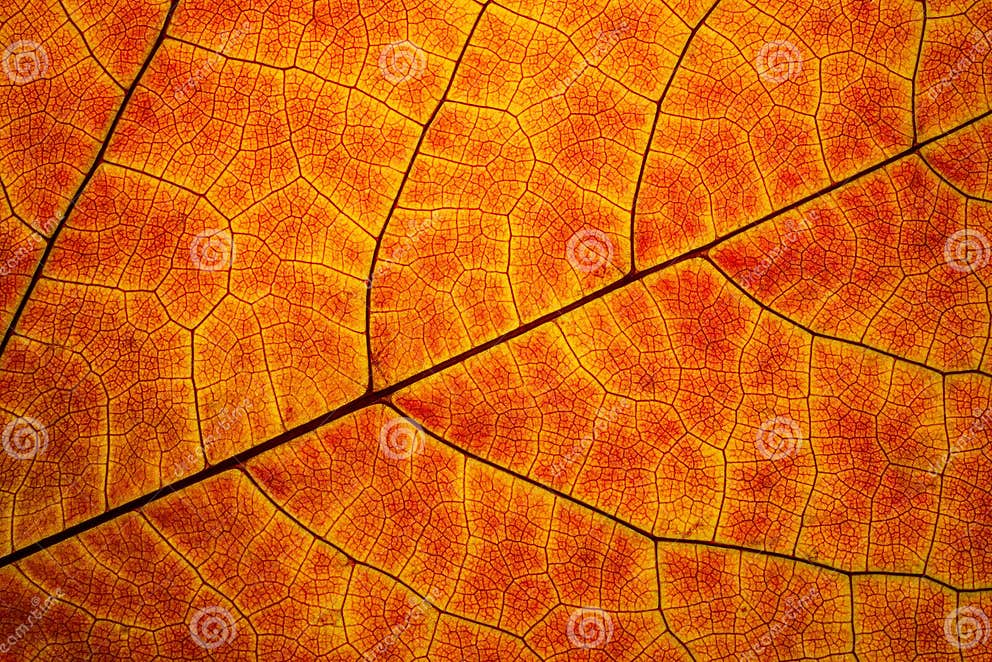 The Eastern Redbud Microscopic Leaf Veins Texture As Background Stock ...