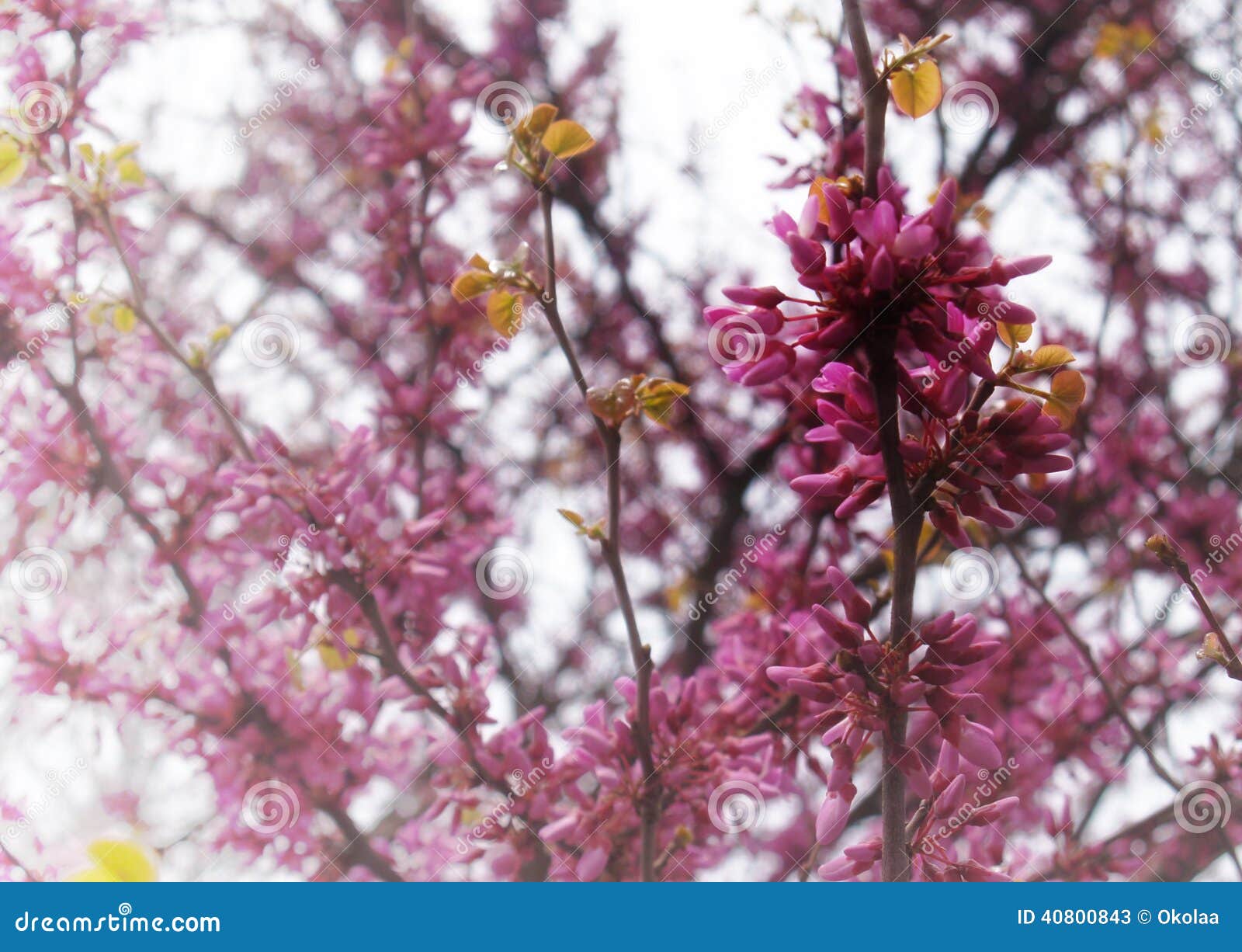 Eastern Redbud Tree Background Stock Image - Image of flora, pink: 40800843