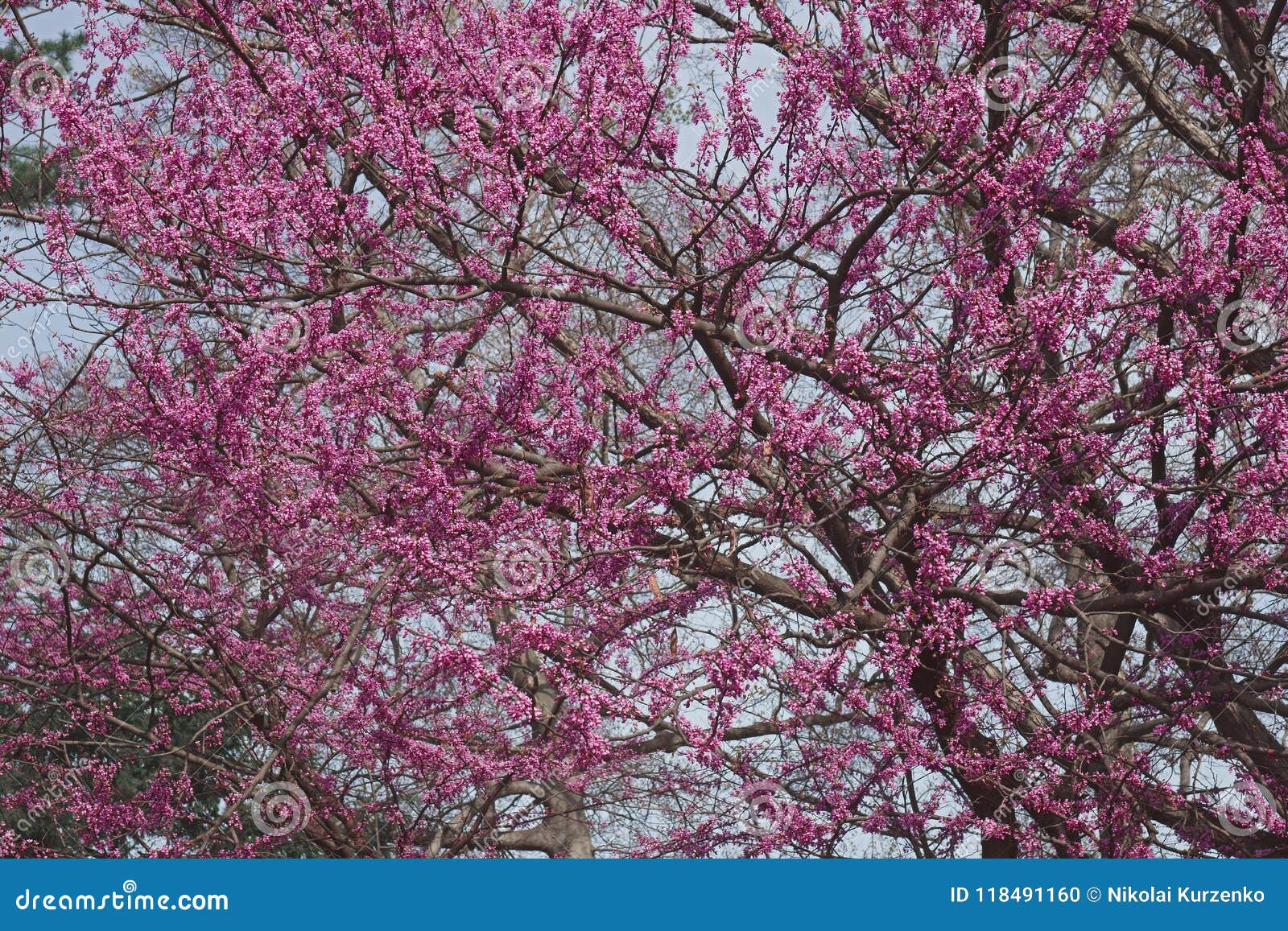 Eastern Redbud Tree in Blossom. Stock Photo - Image of deciduous ...