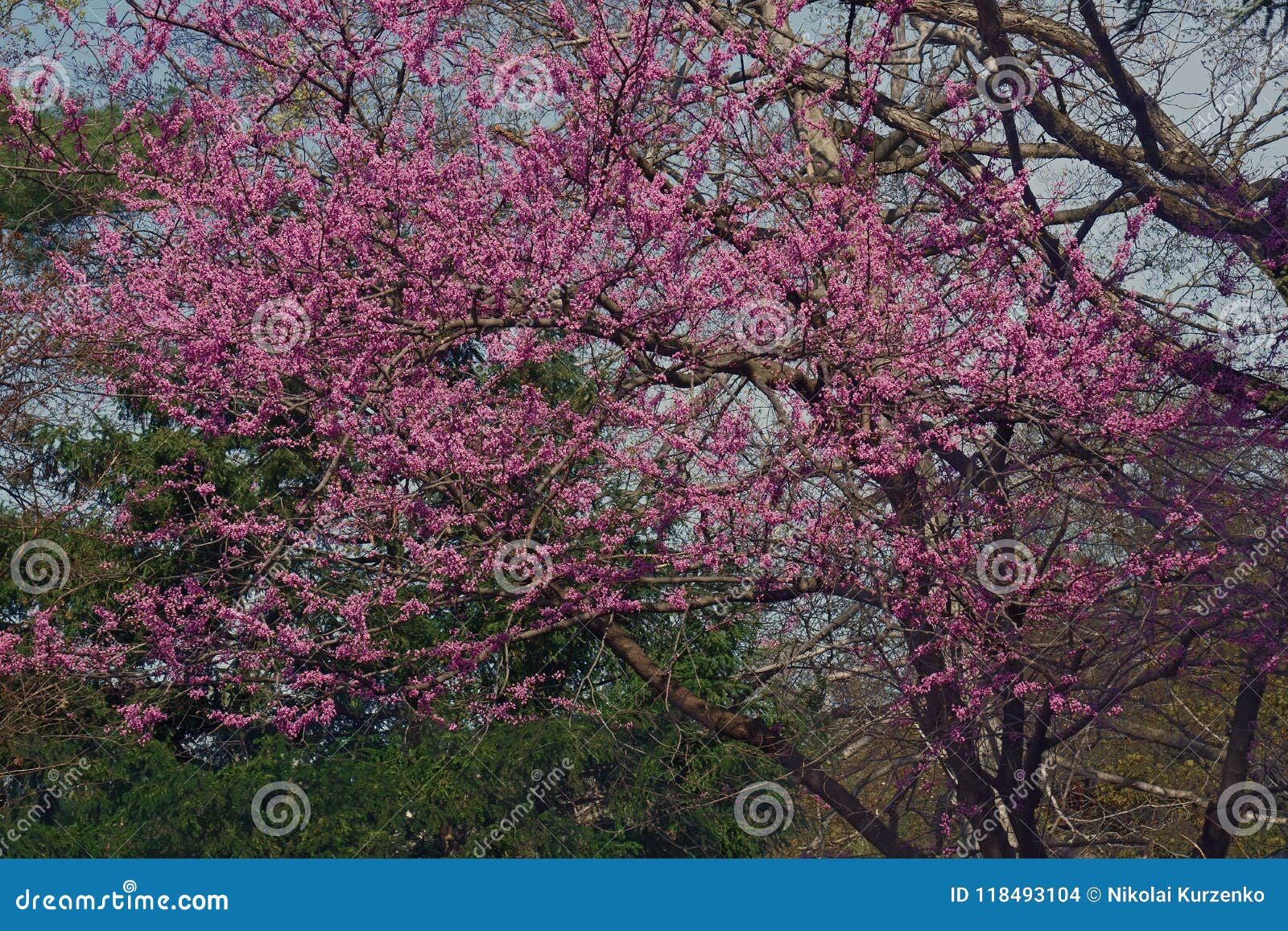 Eastern Redbud Tree in Blossom. Stock Photo - Image of flower ...